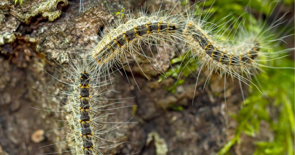 Vorbeugende Maßnahmen gegen den Eichenprozessionsspinner | Stadt Rosbach vor der Höhe